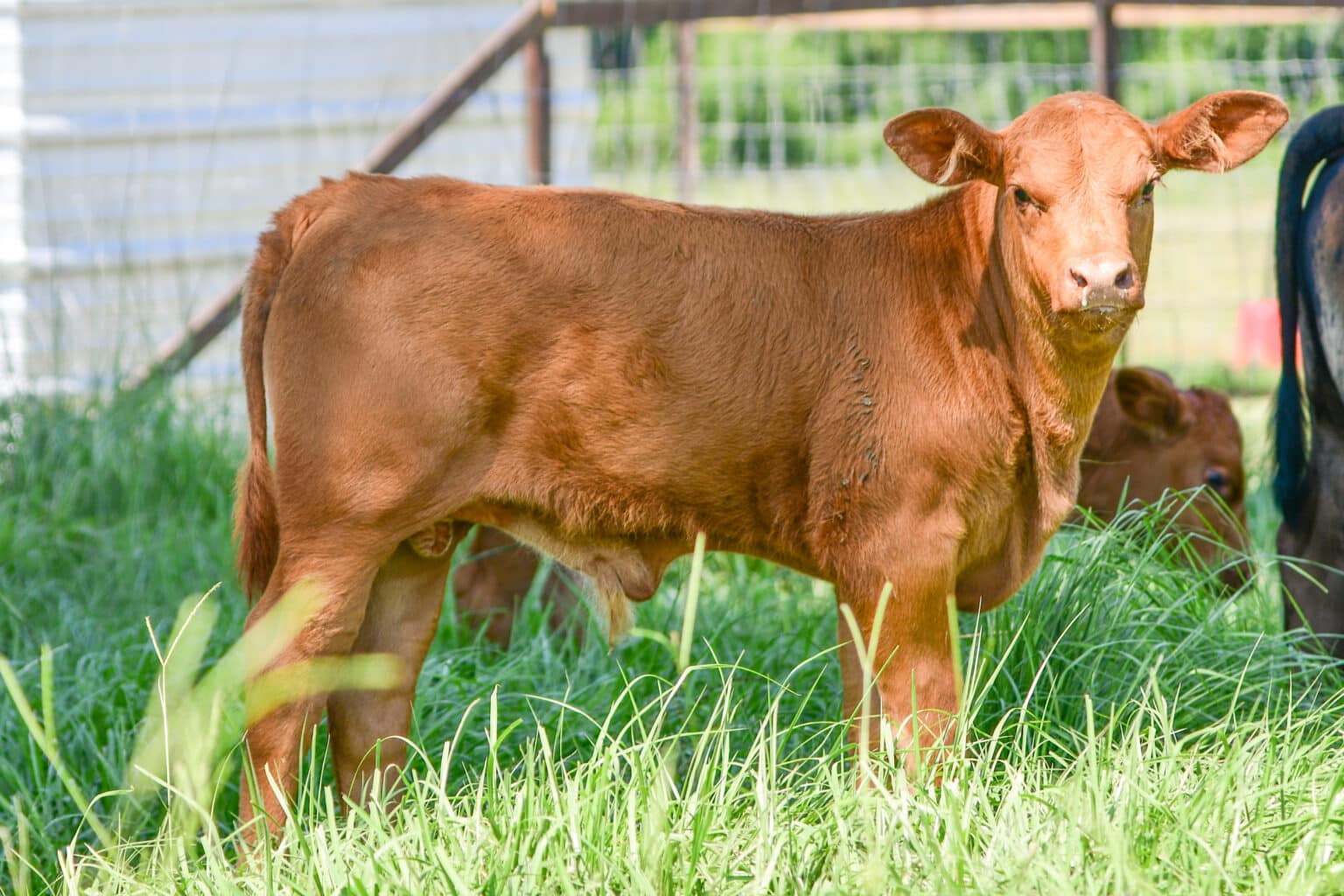 NATIONAL JUNIOR BRANGUS SHOW AND BRANGUS FUTURITY - International Red ...