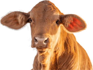 International Red Brangus Breeders Association - Advancing Quality Cattle Breeding