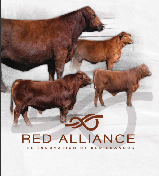 SECOND ANNUAL RED ALLIANCE SALE AT VILLA RANCH - International Red ...