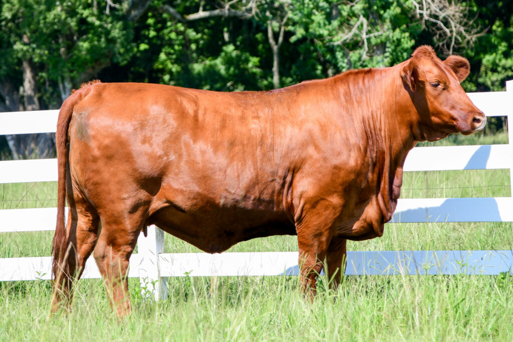 LOPEZ RANCH – International Red Brangus Breeders Association