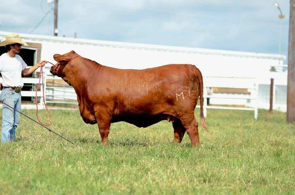 OAK CREEK FARMS – International Red Brangus Breeders Association